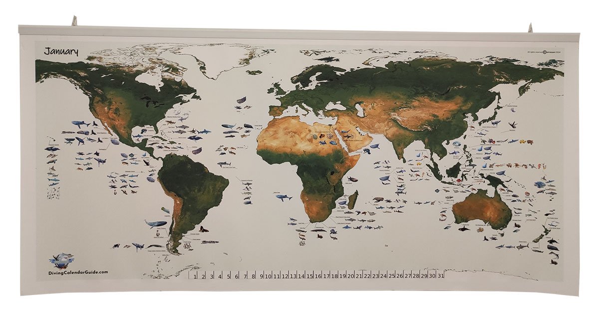 Diving Calendar Guide: Planifica tus Vacaciones de Buceo